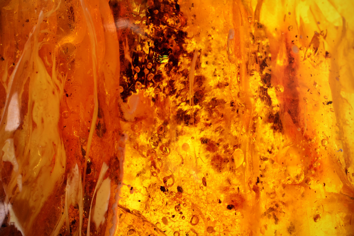 Discover Baltic Amber: Origins, Healing Properties & Authenticity Guide ...